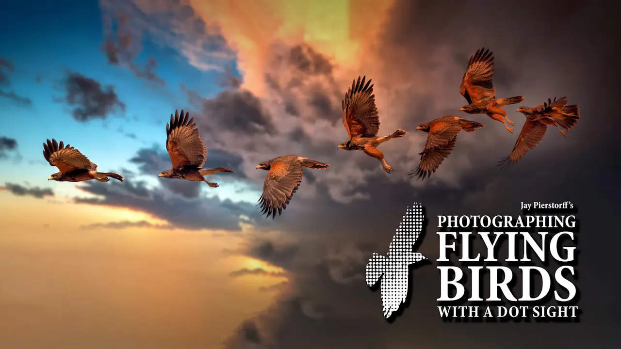 Photographing Flying Birds with a Dot Sight with Jay Pierstorff ...