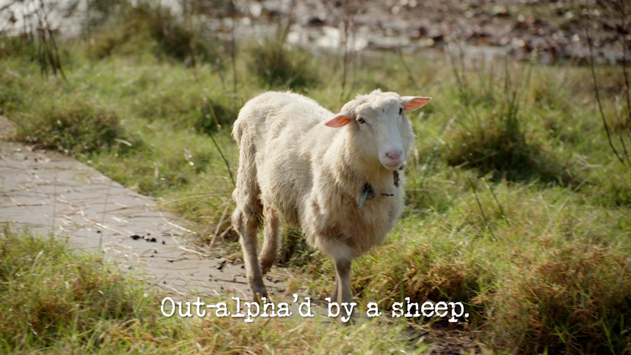 Season 3, Ep 6 - 'Out-alpha'd by a sheep.' - Taskmaster Australia ...