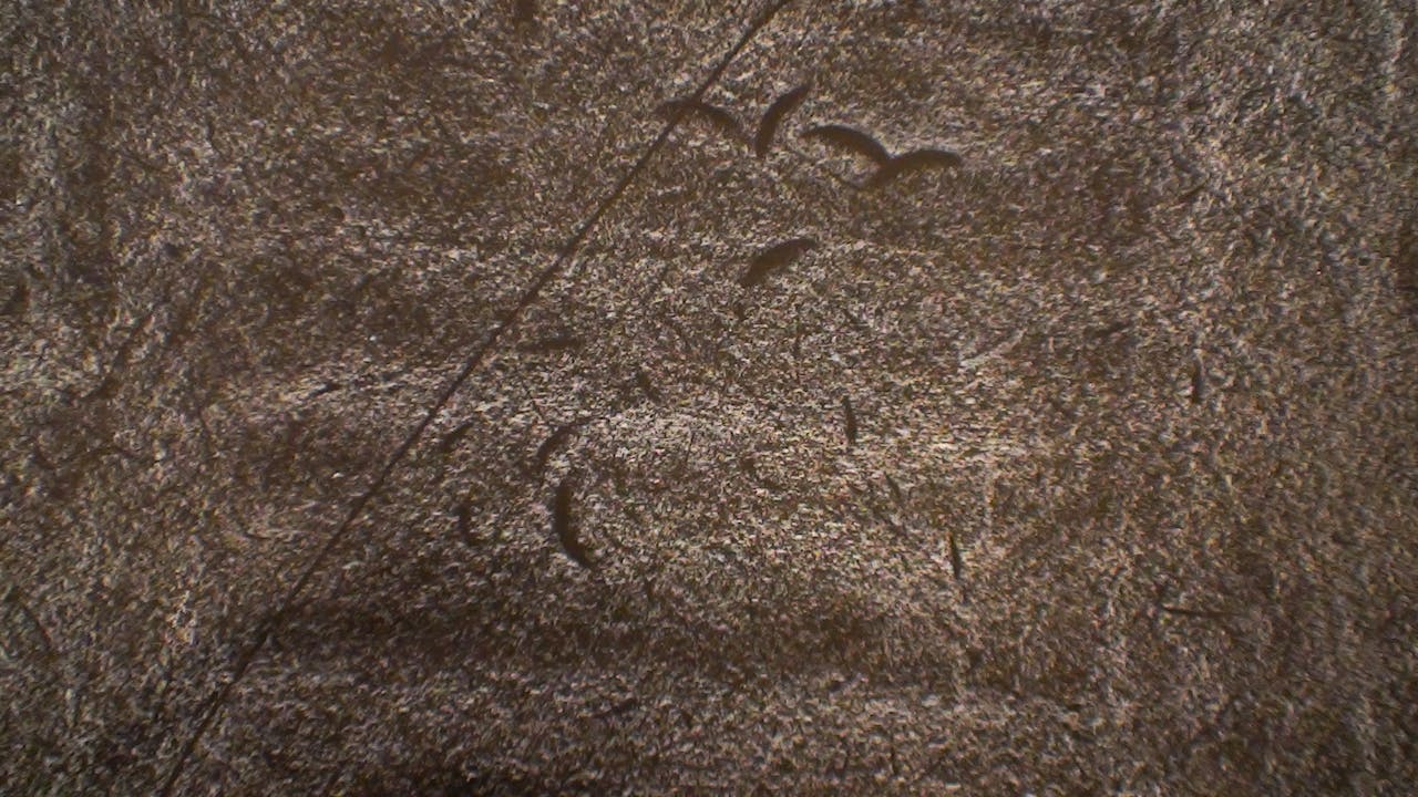 Dust Breeding (Sarah Vanagt, 2013) - AVILA