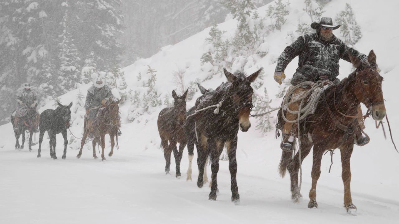 Mule Train - Mule Train- Broncs and Donks Movie - Broncs and Donks Films