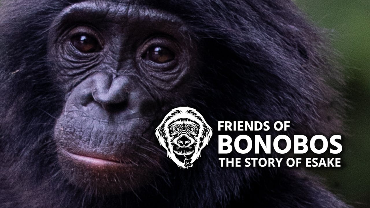 Story of Esake - Friends Of Bonobos - Ecoflix | Empowering Change