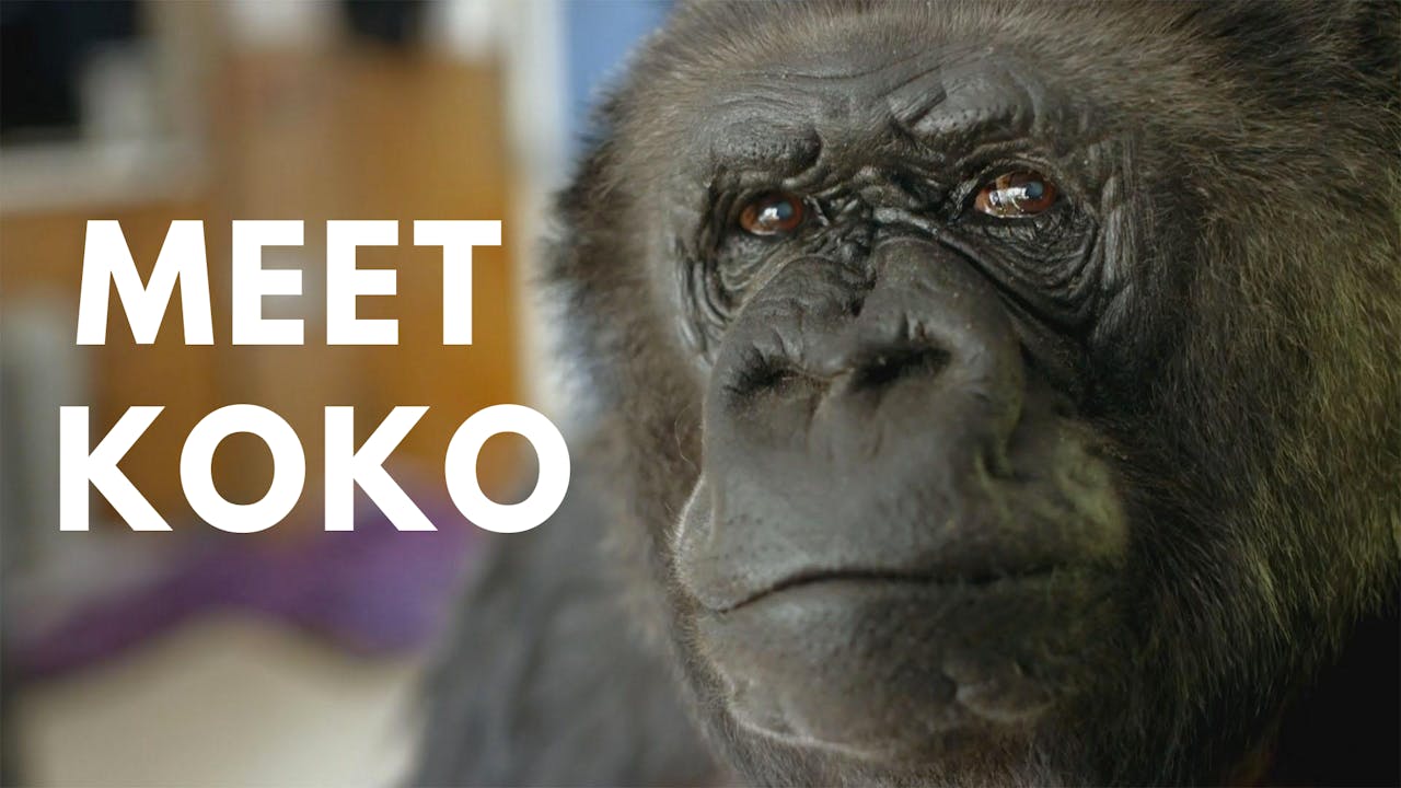 Meet Koko and The Gorilla Foundation - Ecoflix | Empowering Change