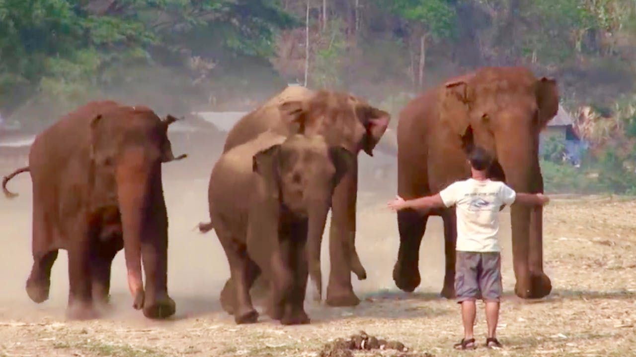 Elephants relationship with human carer - Ecoflix | Empowering Change
