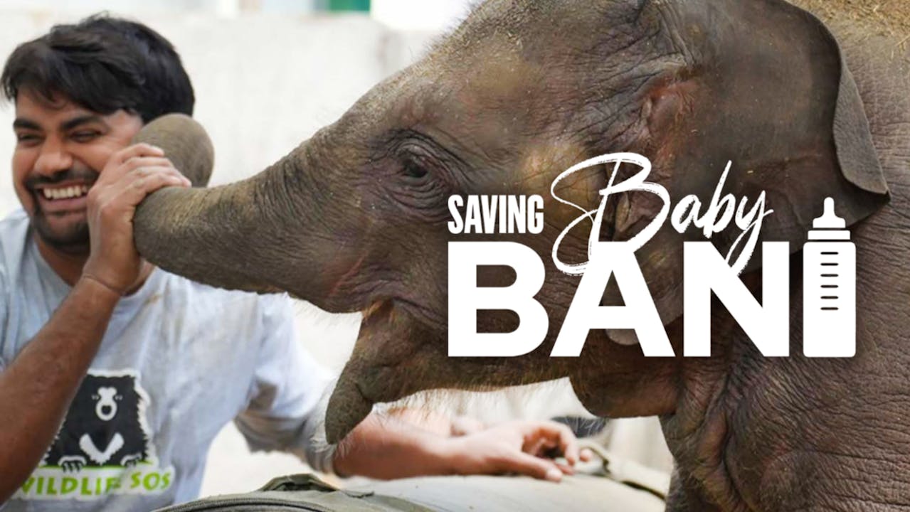 Out now : Saving Baby Bani - Ecoflix | Empowering Change