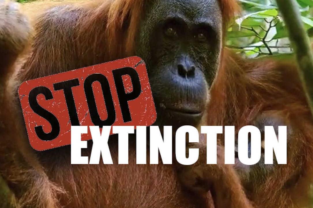Stop Extinction - Ecoflix | Empowering Change