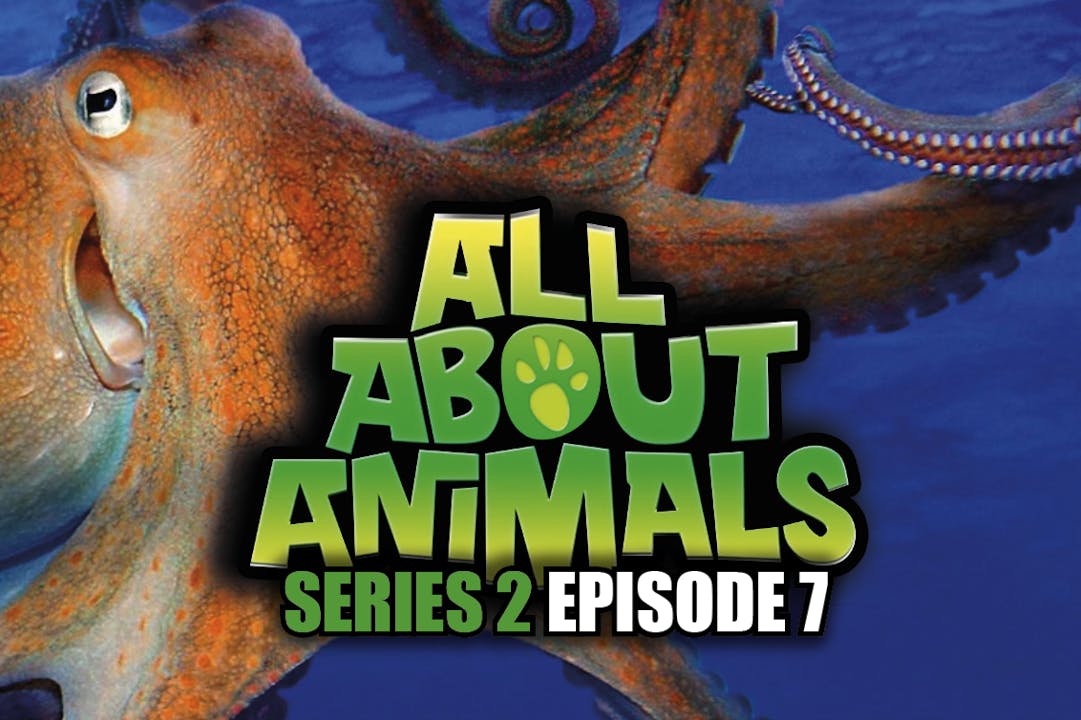 All About Animals - Series 2 - Episode 7 - Ecoflix | Empowering Change