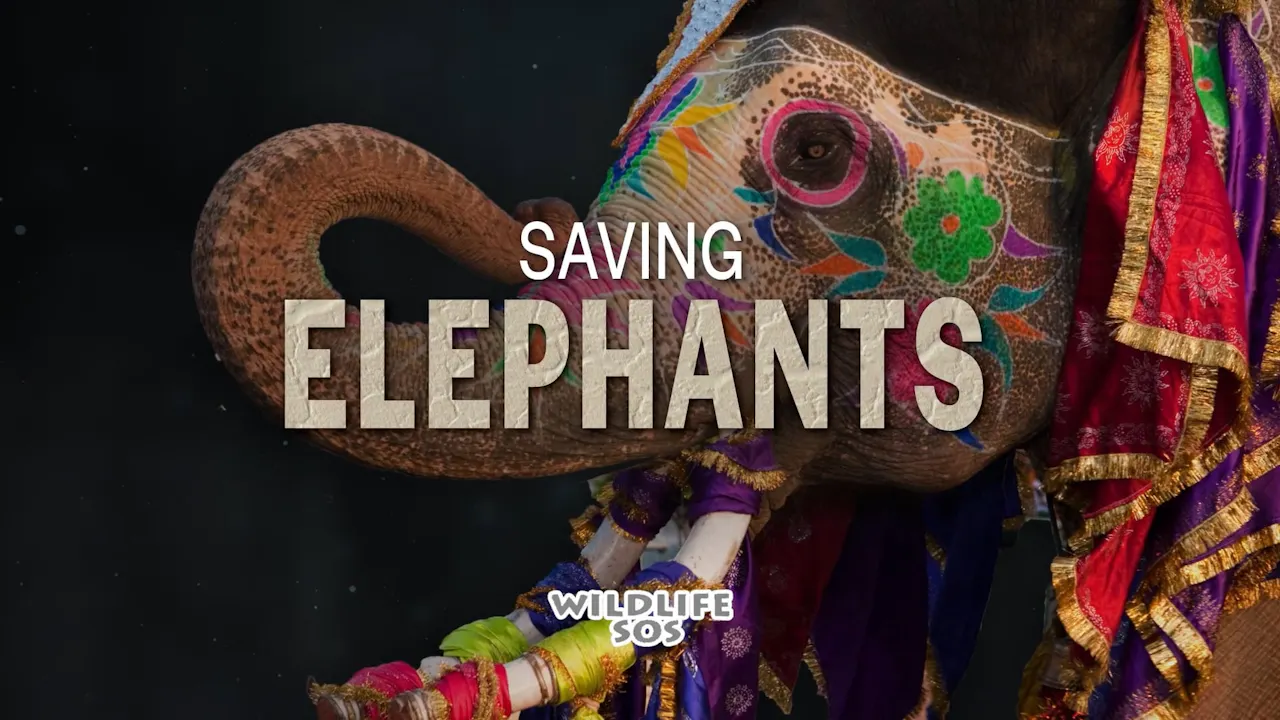 Saving Elephants Trailer - Teasers and Trailers - Ecoflix | Empowering ...