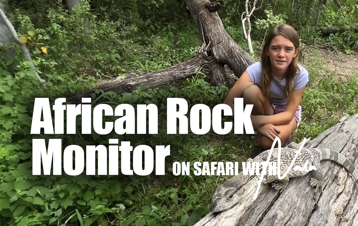 On Safari with Nala - African Rock Monitor - On Safari With Nala ...