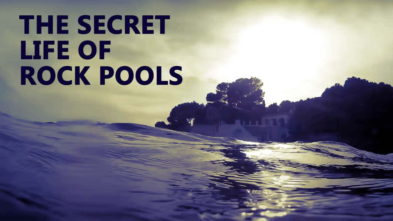 Natural World Facts - The Secret Life of Rock Pools - Ecoflix ...