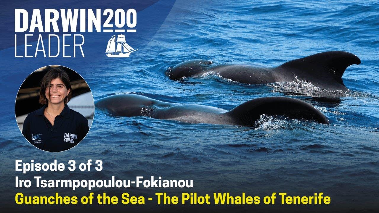 DARWIN 200 - Guanches of the sea - The Pilot Whale - Episode 3 ...