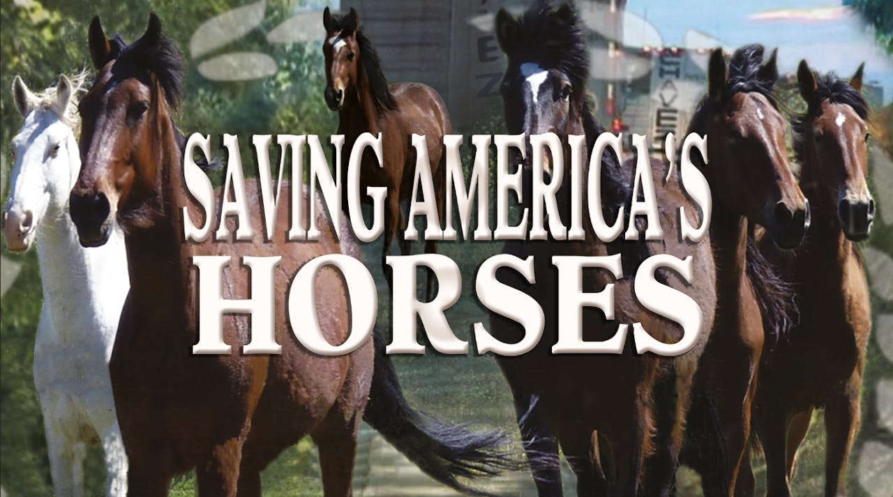 SAVING AMERICA'S HORSES - Ecoflix | Empowering Change