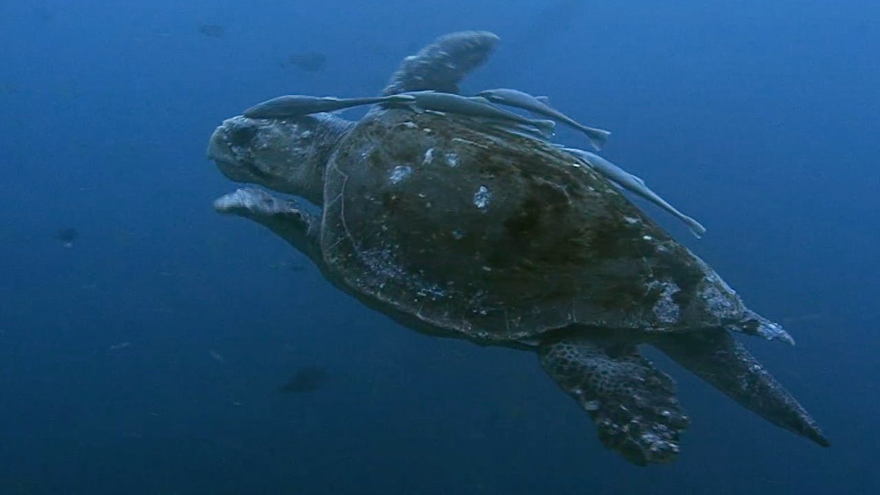 Green Cauldron - Tim Jack Adams - Season 1 - The Green Cauldron ...