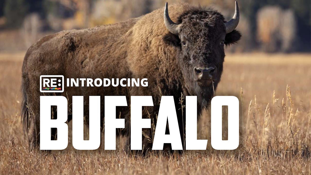 Reintroducing Buffalo - Ecoflix | Empowering Change