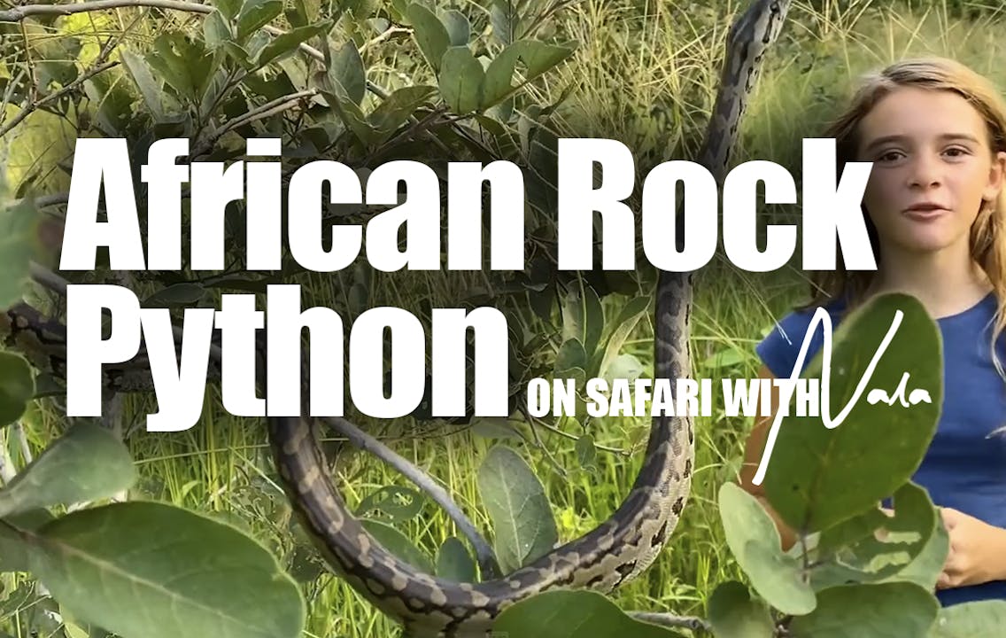 On Safari with Nala - African Rock Python - On Safari With Nala ...