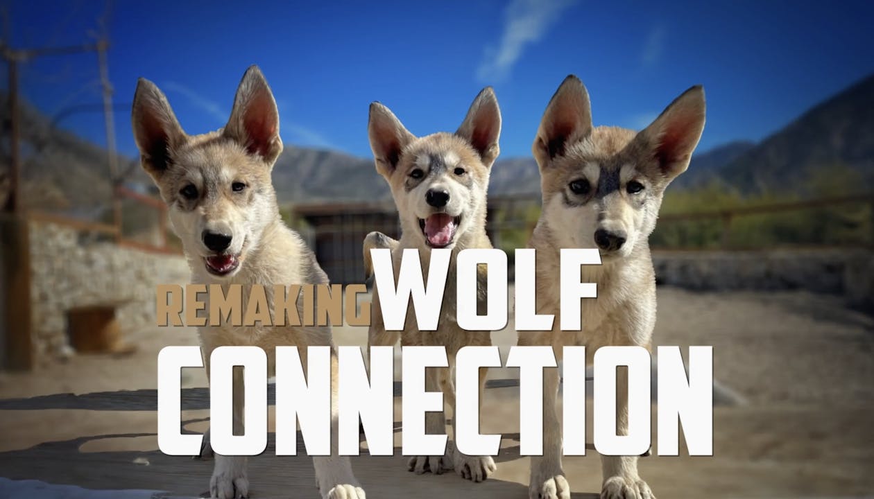 Remaking Wolf Connection Part 2 - Ecoflix | Empowering Change