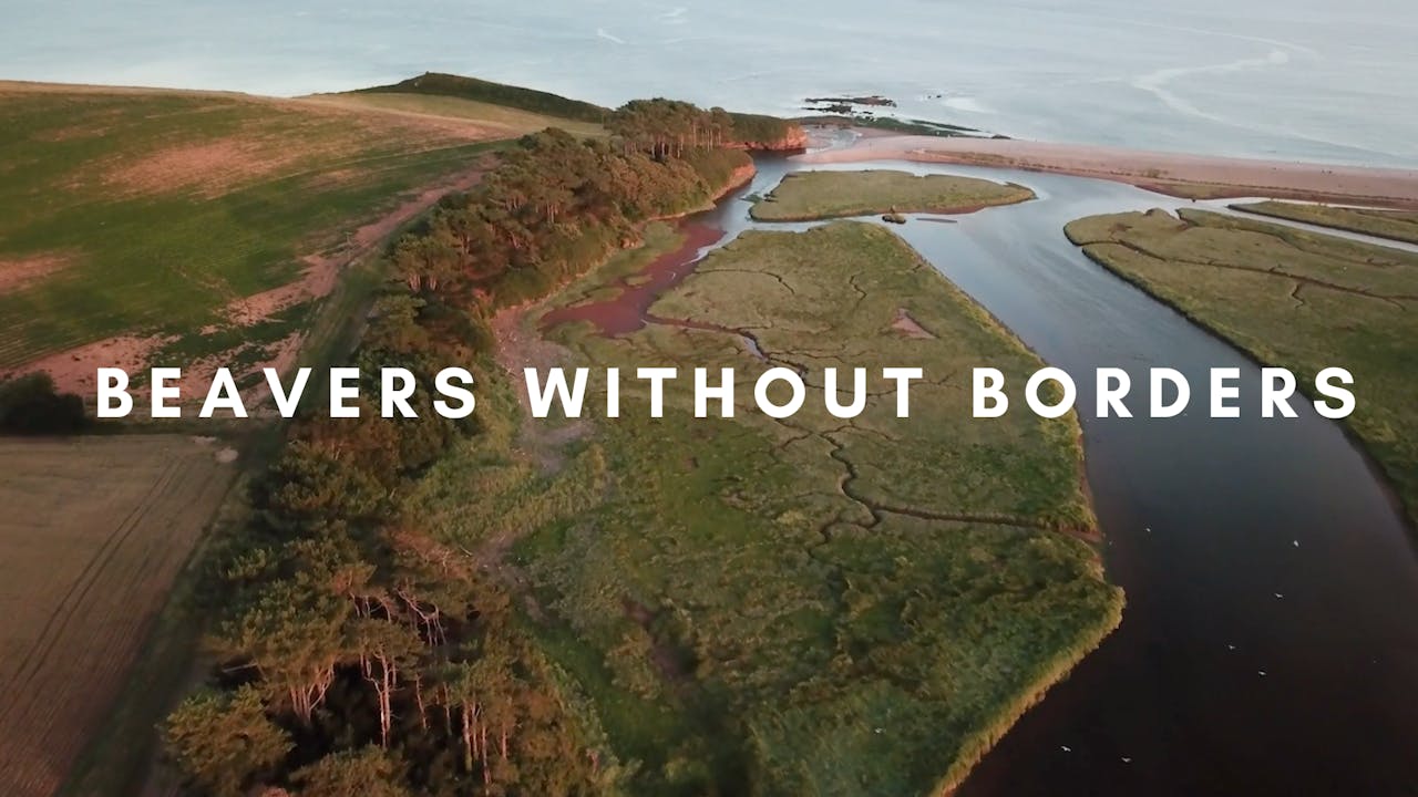 Beavers without Borders - Ecoflix | Empowering Change