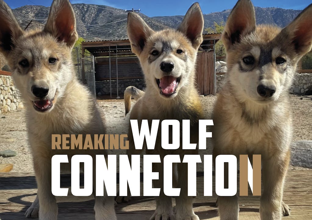 Out Now: Remaking Wolf Connection 2 - Ecoflix | Empowering Change