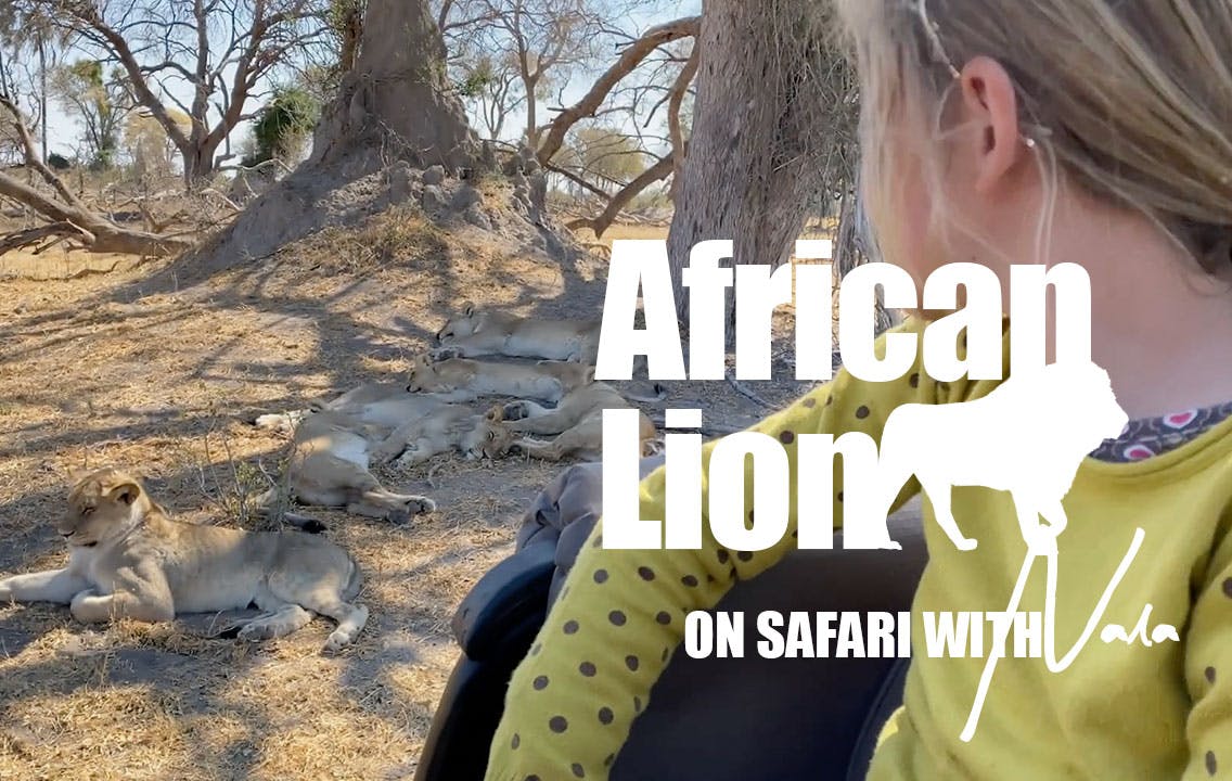On Safari with Nala - African Lion - Ecoflix | Empowering Change