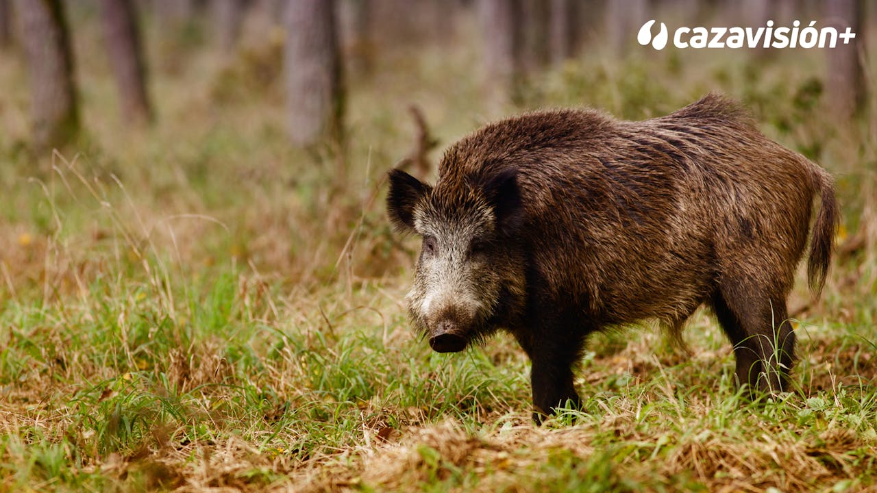 Los Macarenos del Monte do Lobo - Monterías de jabalíes - Cazavisión+
