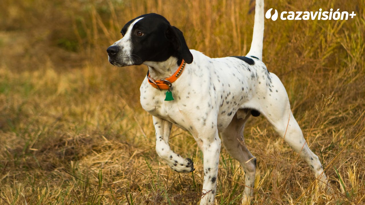 Razas continentales y británicas: Pointer - Cazavisión+