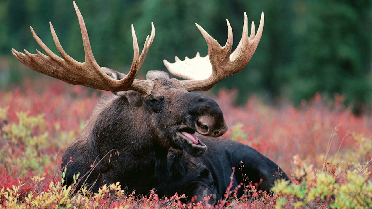 Objetivo, un alce en Canadá - Otros recechos - Cazavisión+