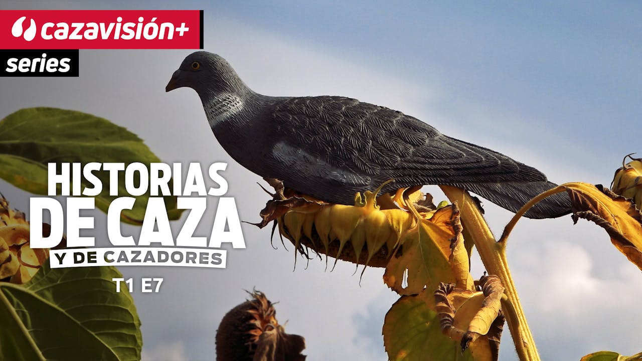 Palomas torcaces en campos de cultivo - Temporada 1 - Cazavisión+