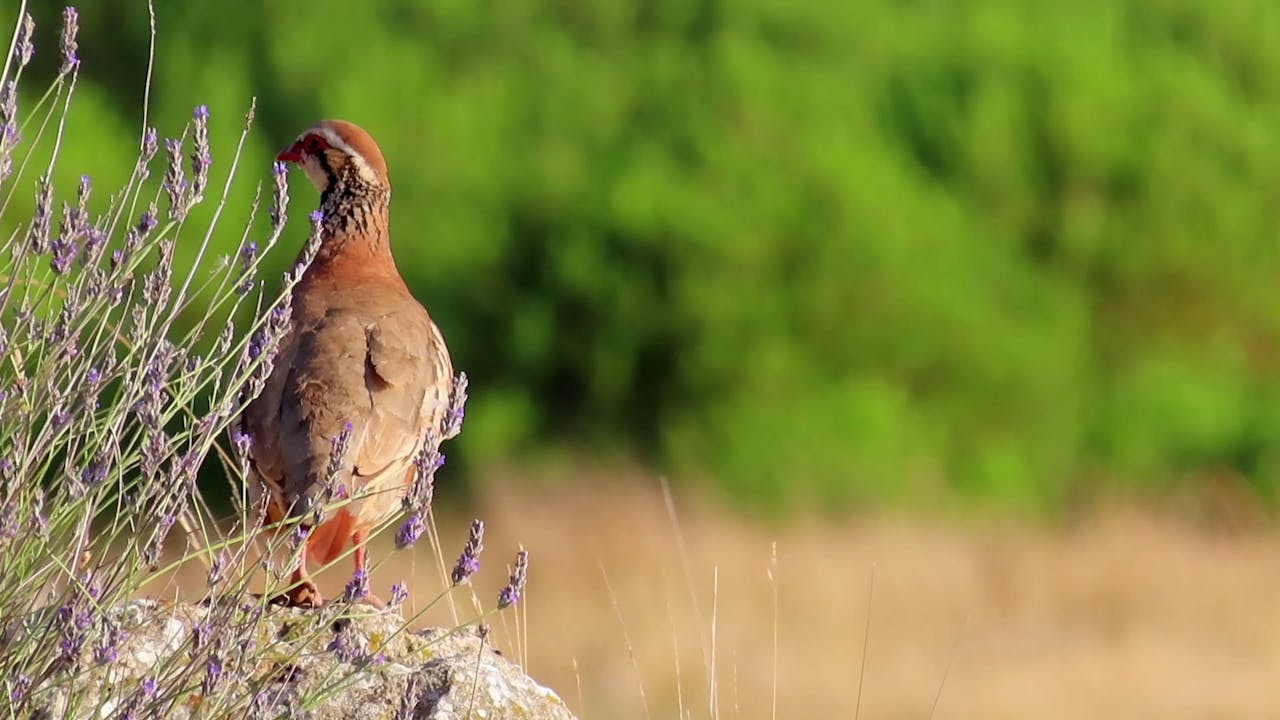 Perdizes: os resultados de uma excelente gestão - Perdiz do salto e em ...