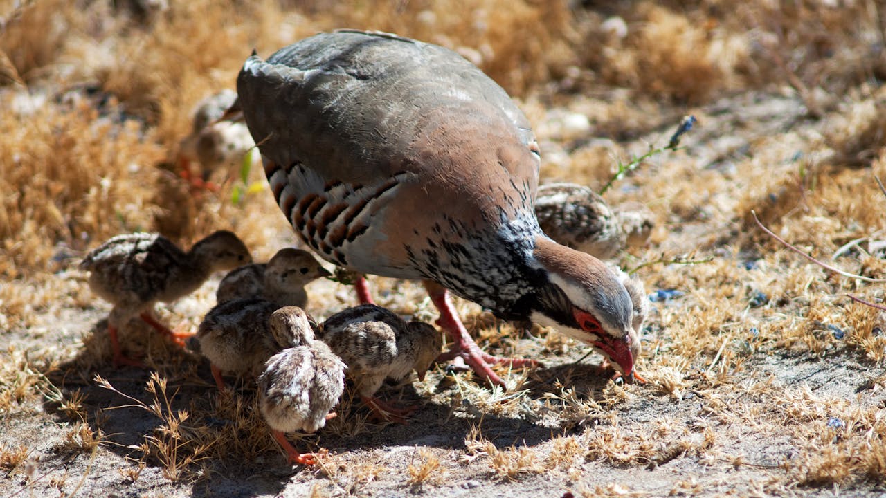 Perdizes: como promover a sua população natural - Perdiz do salto e em ...