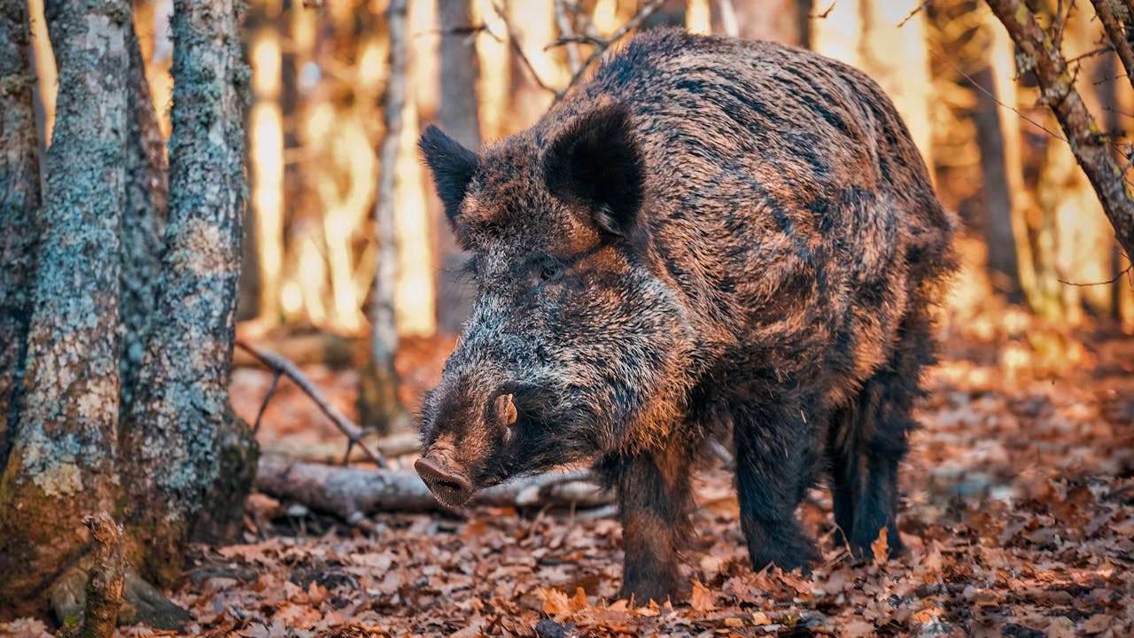 Tayikistan. Última frontera de jabalíes colmilludos - Batidas - Cazavisión+