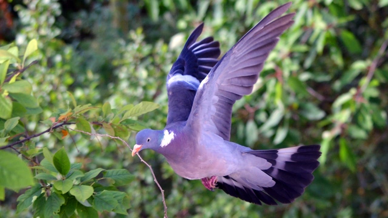 Cazando palomas en el bosque de las Landas - Torcaz - Cazavisión+