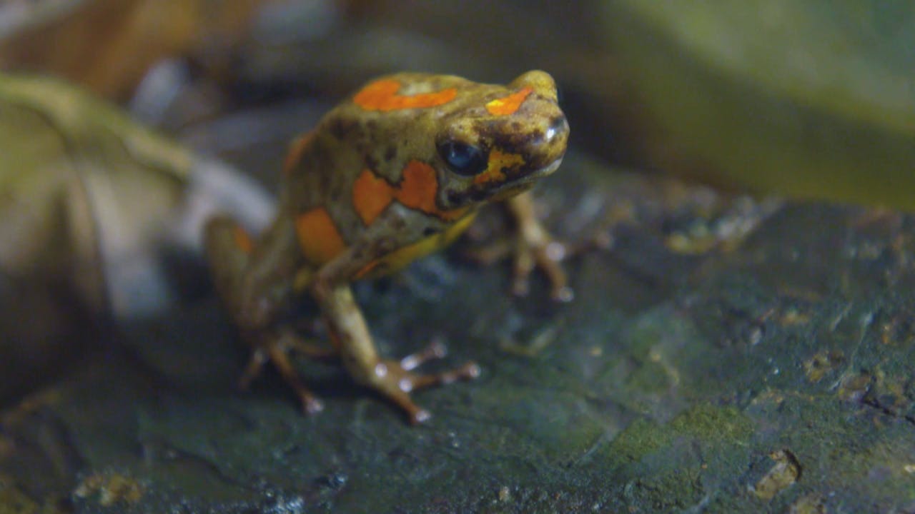 Breeding exotic frogs in Colombia - Watch CGTN Now