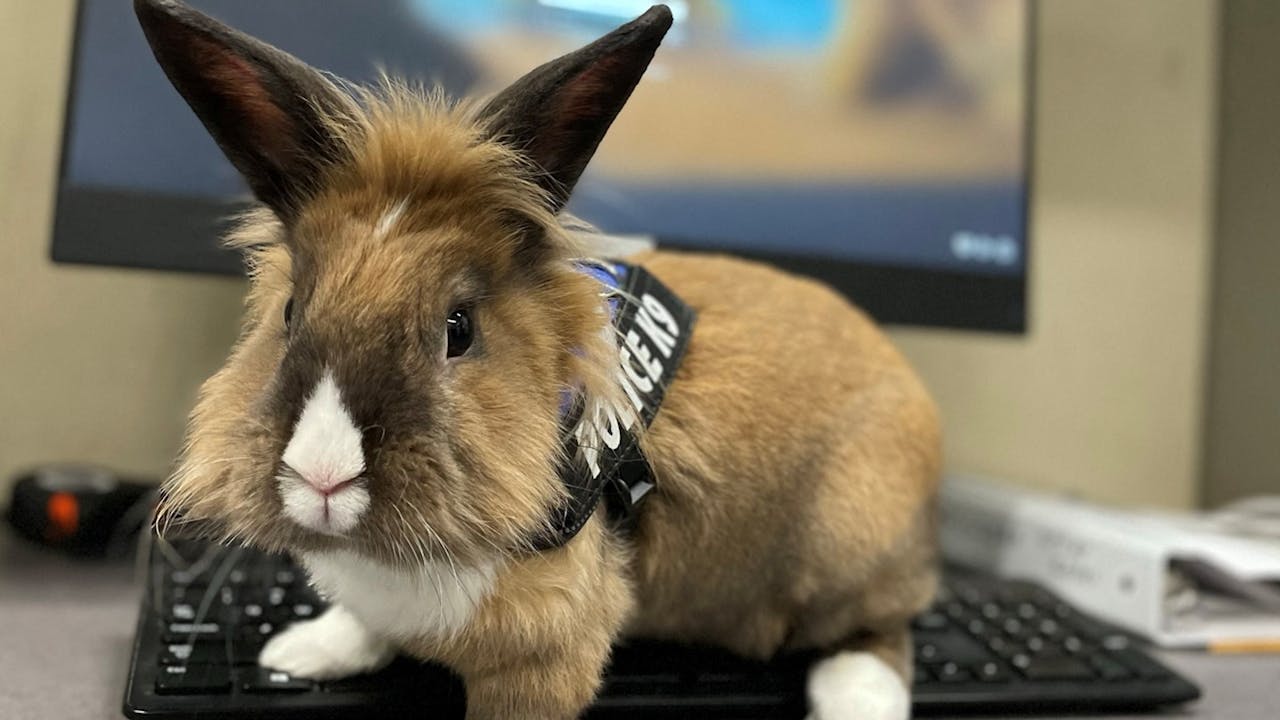 This police rabbit brings joy to officers - Watch CGTN Now