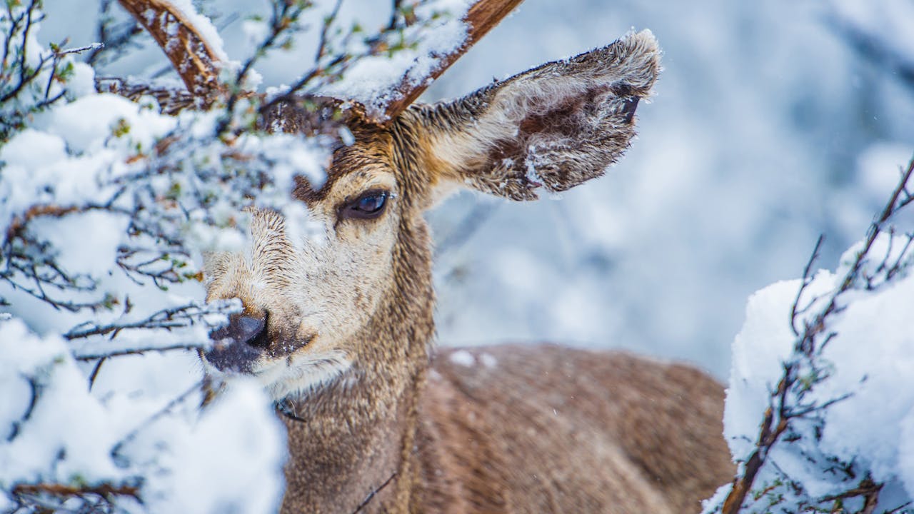 Ch. 13 - Mule Deer Migration - OutdoorClass // The Best in Hunting and ...
