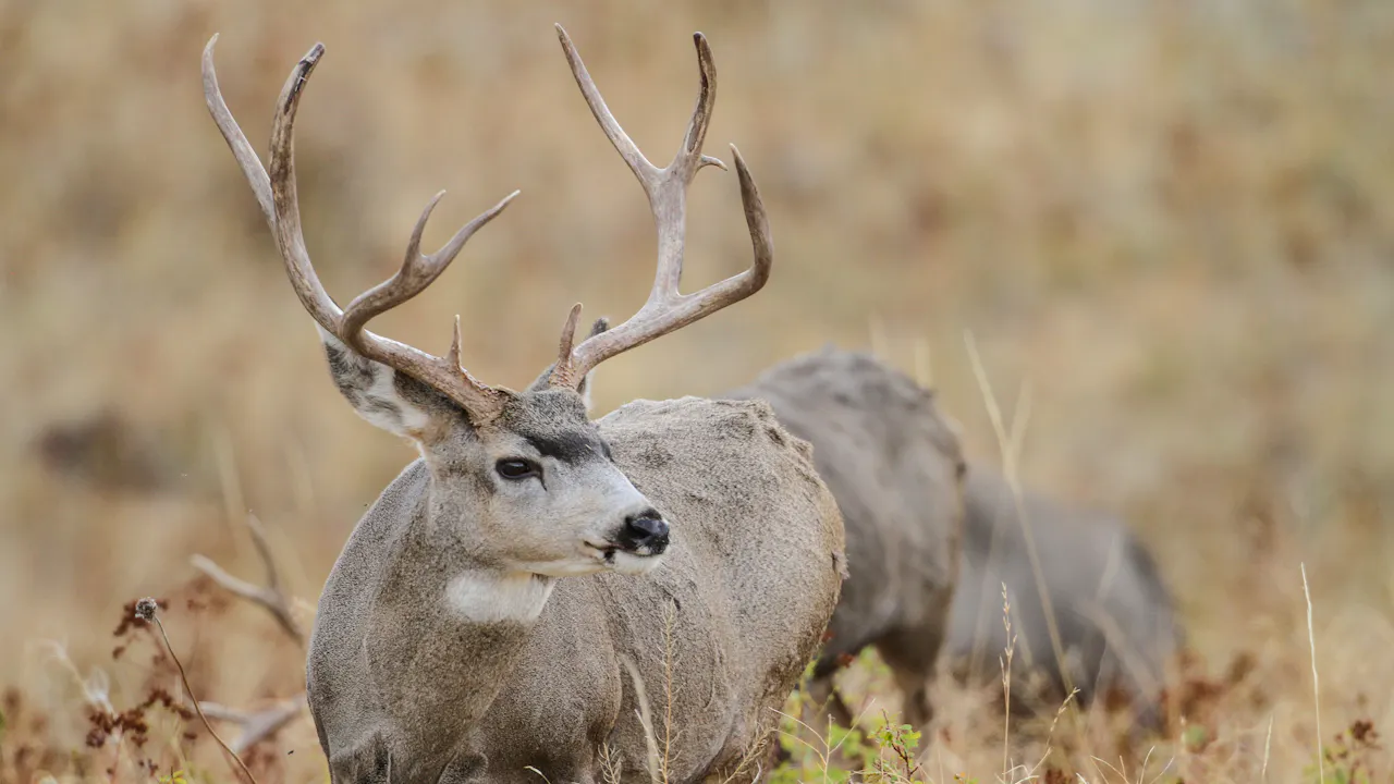 Ch. 10 - September Mule Deer - OutdoorClass // The Best in Hunting and ...
