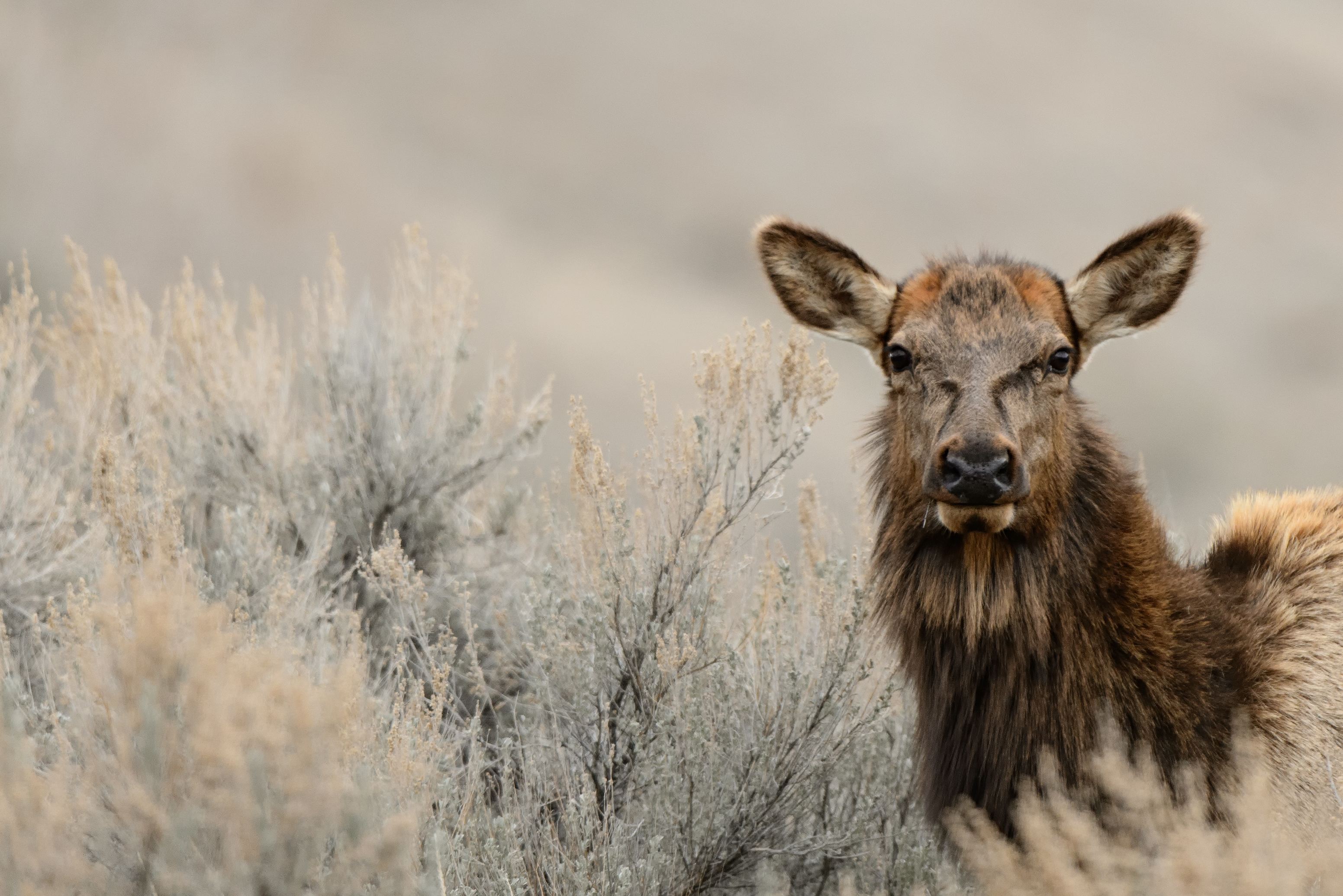 Cow Elk With Corey Jacobsen and Randy Newberg - OutdoorClass // The ...