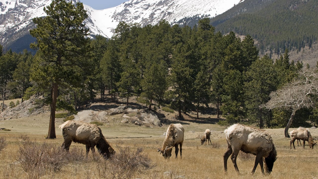 Ch. 5 - Migratory vs Non-Migratory Elk - Rifle Elk Hunting with Randy ...