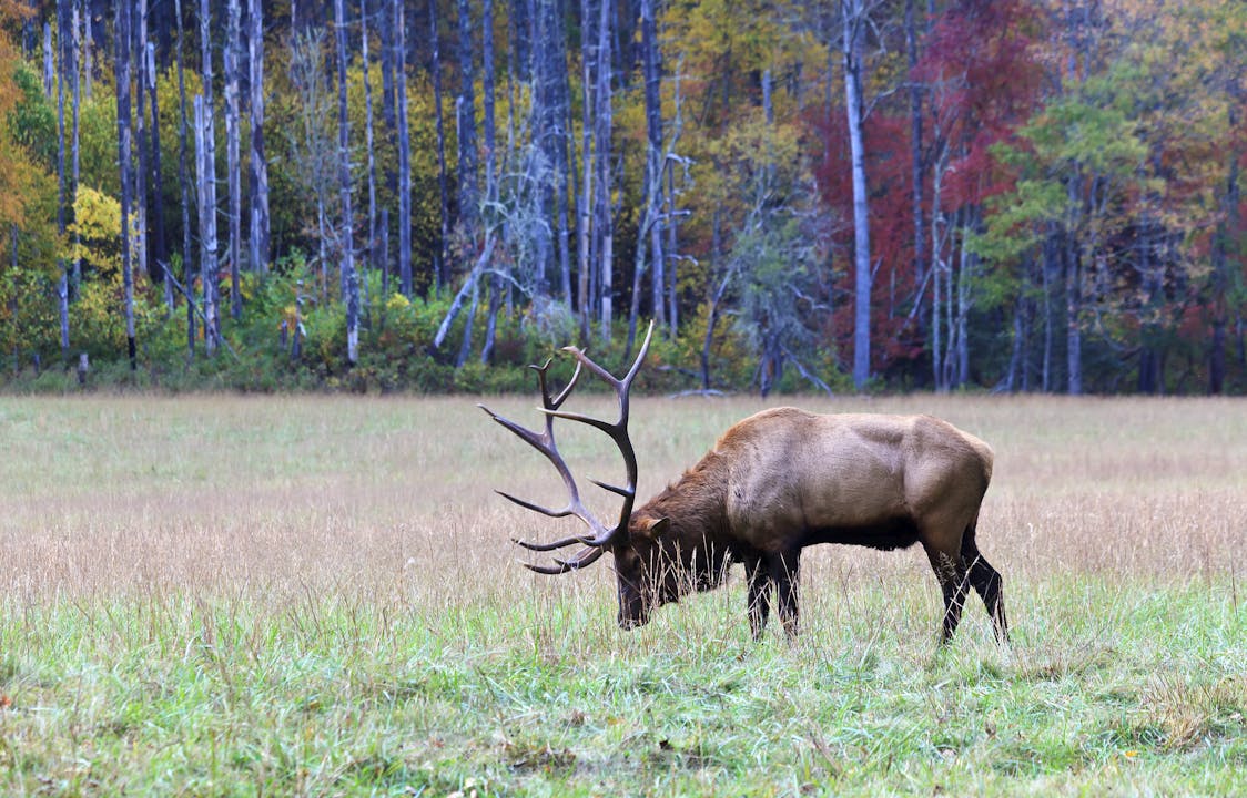 Ch. 3 - Five Calendar Periods of Elk Hunting - OutdoorClass // The Best ...