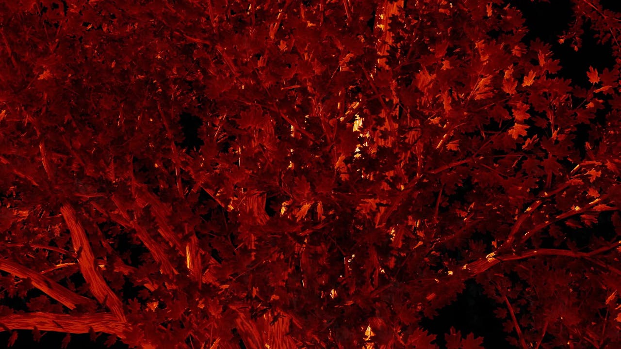 The Red Tree - Trailer - The Red Tree - The Criterion Channel