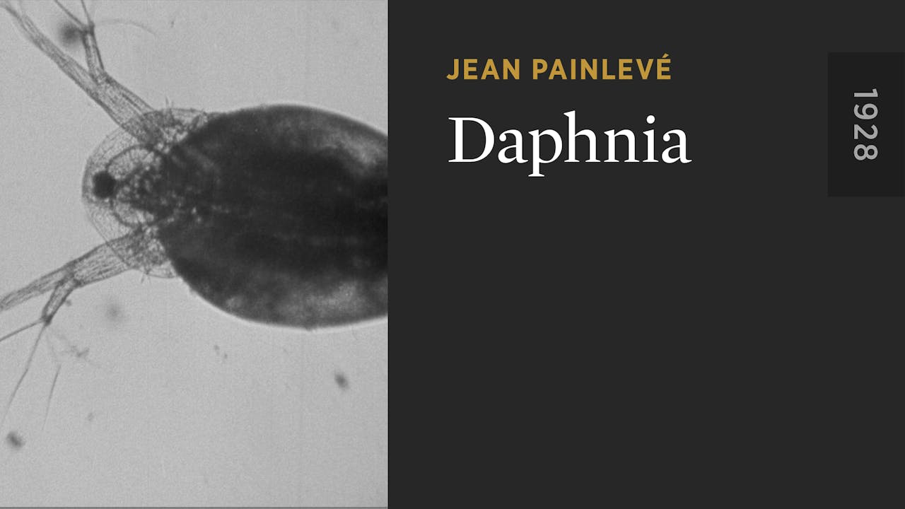 Daphnia - Daphnia - The Criterion Channel