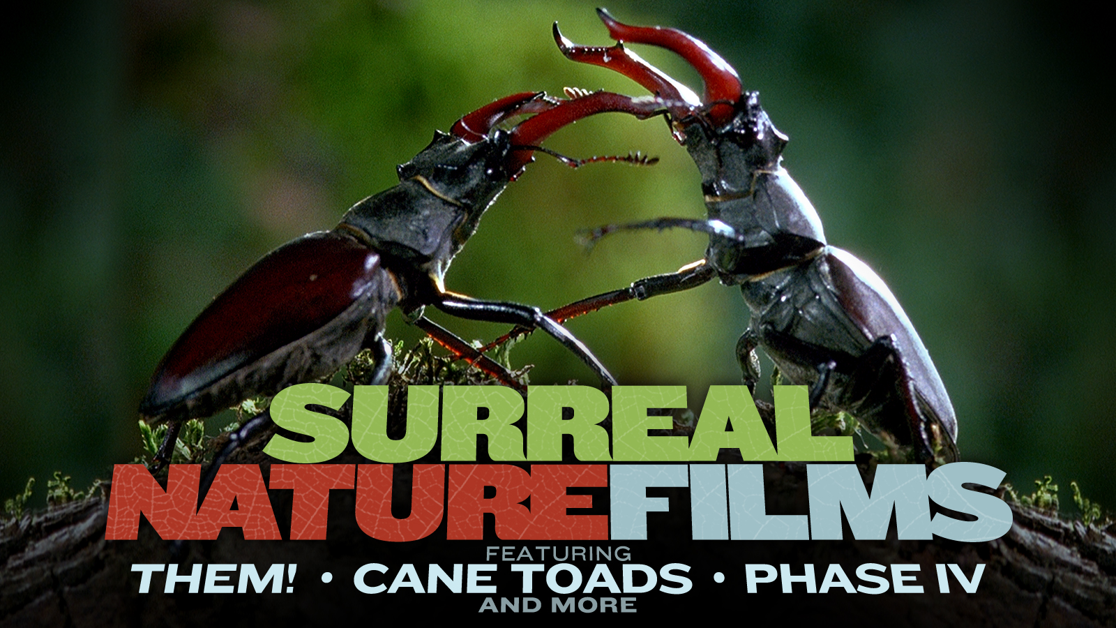 Surreal Nature Films - The Criterion Channel