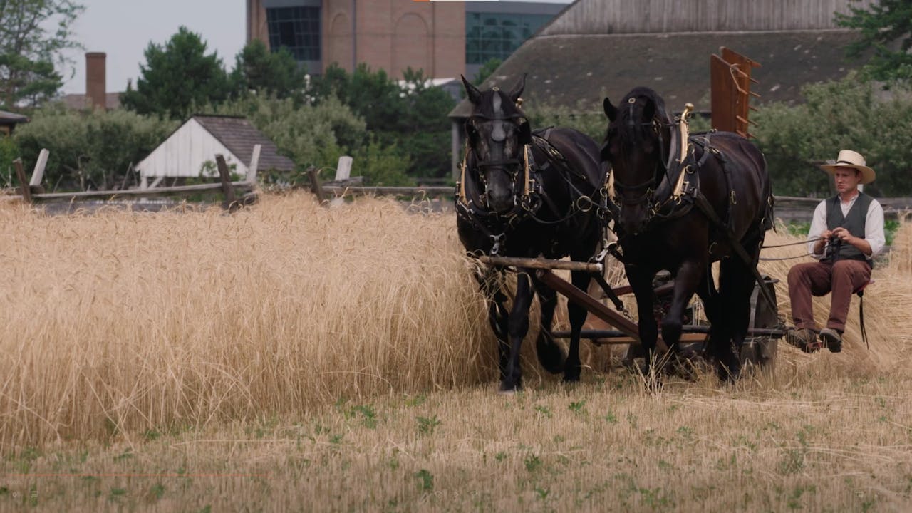 How Farmers Harvested and Threshed Wheat in the 1880s - HistoryFix