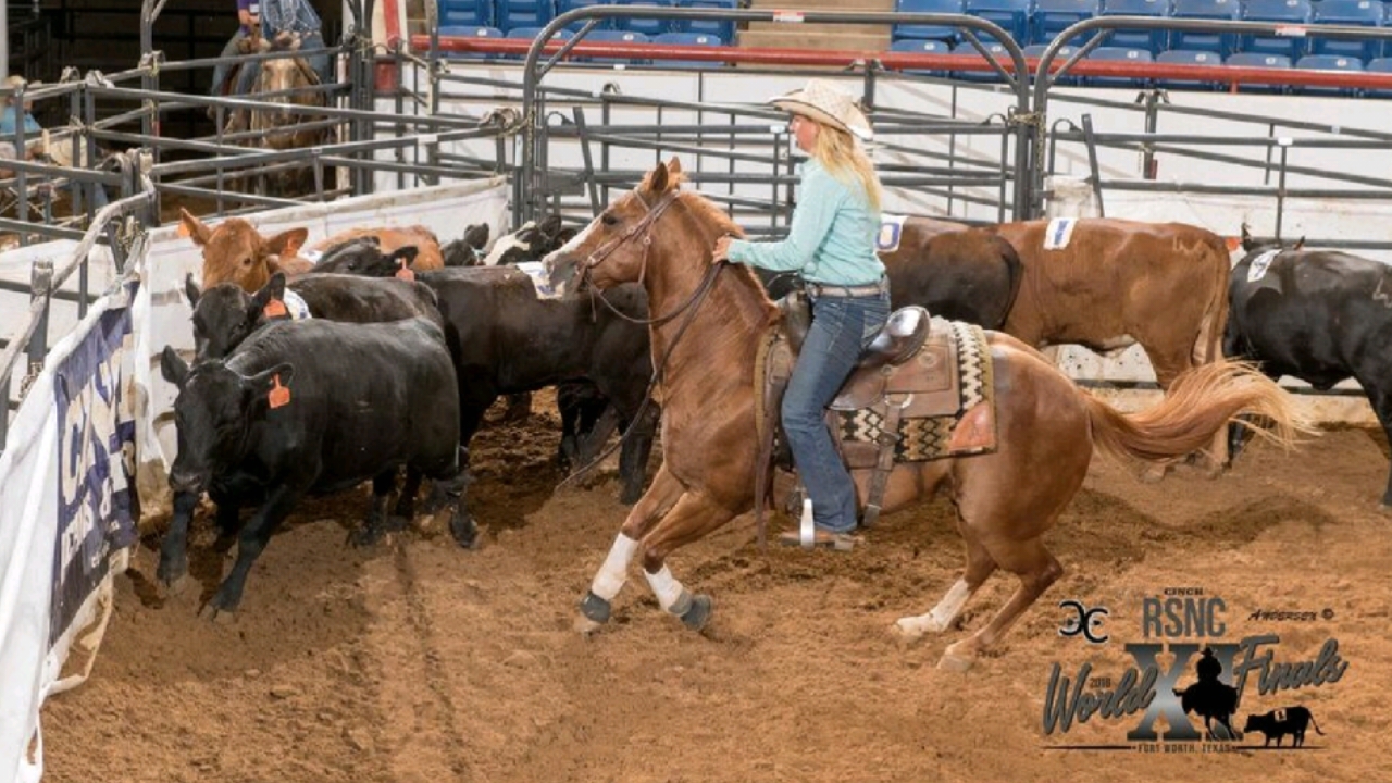 Ranch Sorting Training Tips & Information - CW Elite Cow Horses