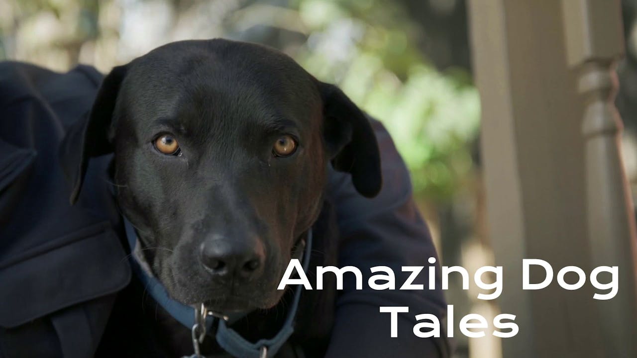Amazing Dog Tales - Safety Dogs - Docsville - Watch Documentaries ...