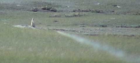 Explosive Prairie Dog Hunting