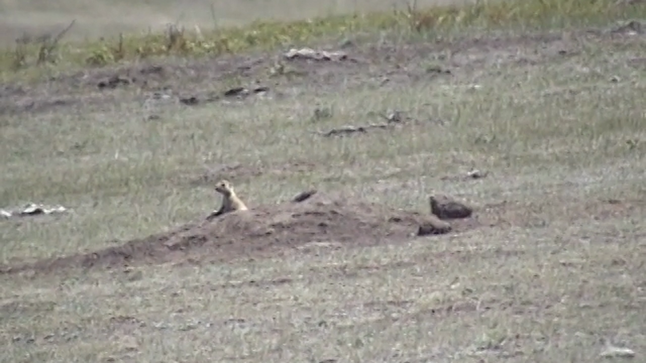 Explosive Prairie Dog Hunting