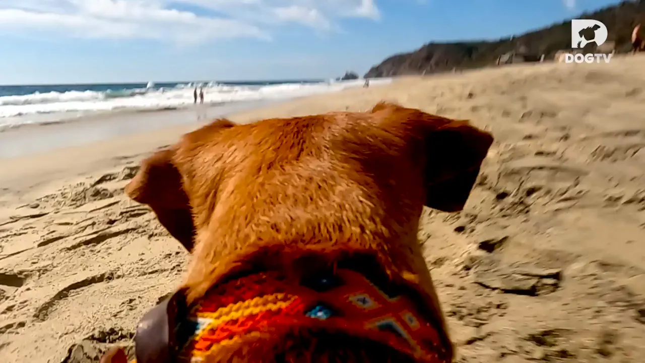 Sandy - Season 1 - DOGTV