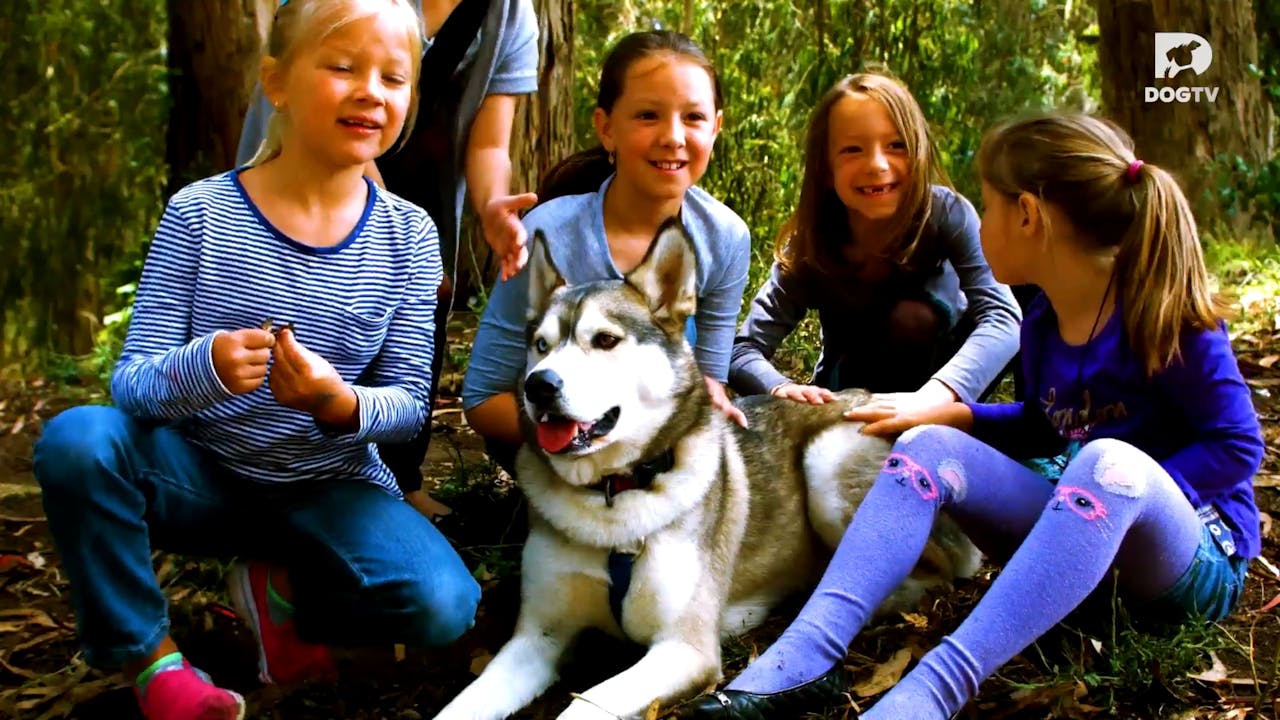 Ding Dong - Season 1 - DOGTV