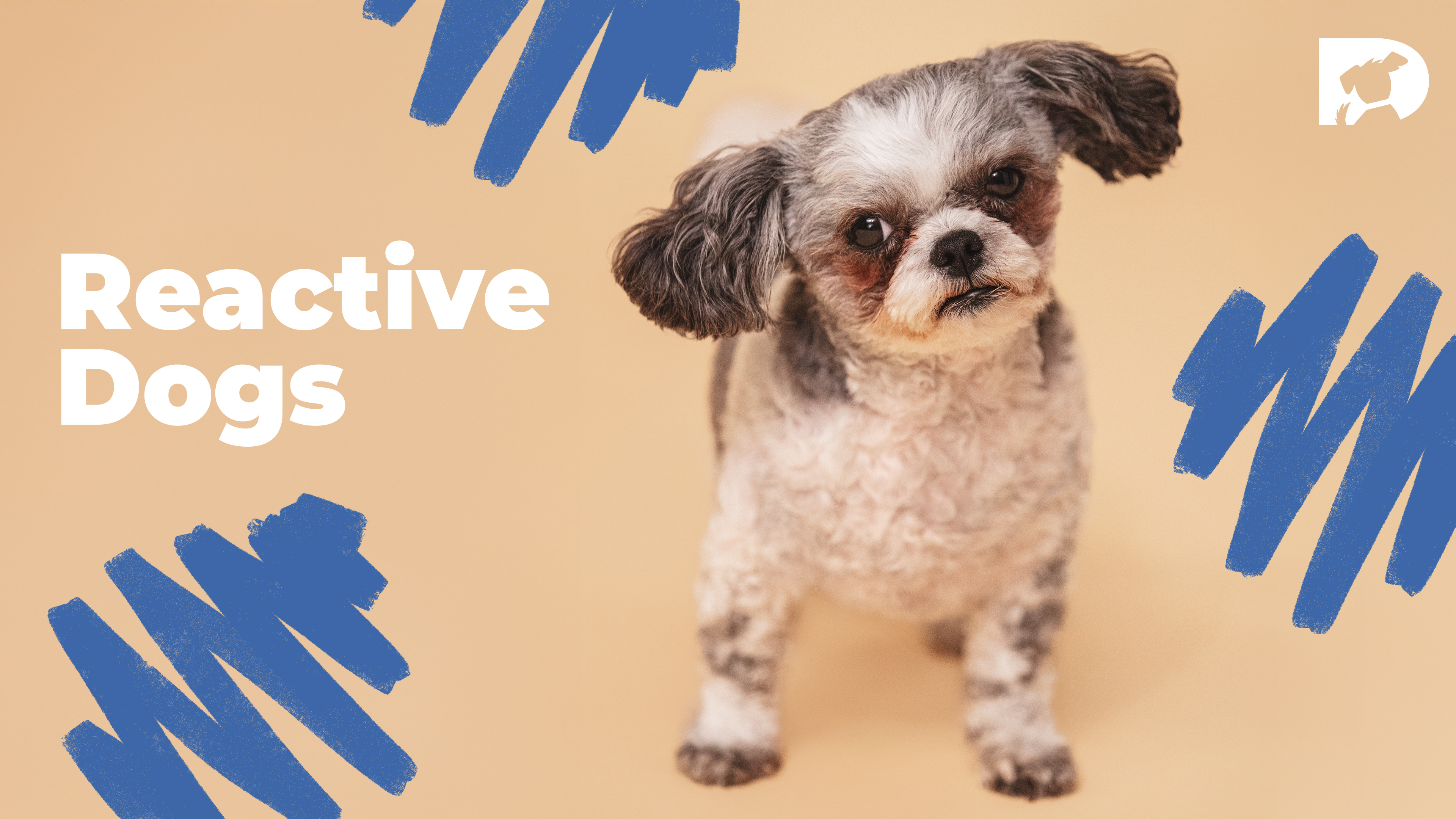 Reactive Dogs - DOGTV