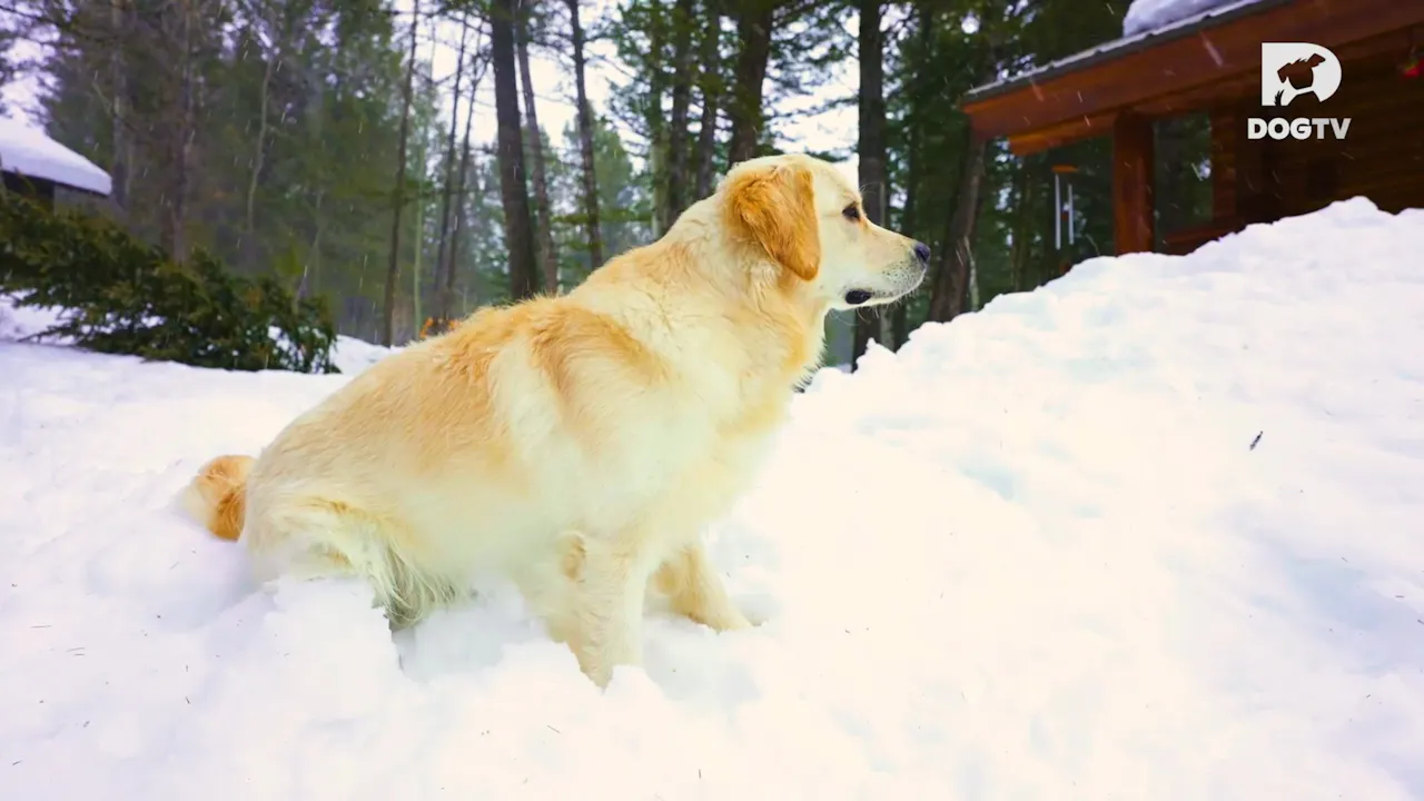 Icy - Season 1 - DOGTV