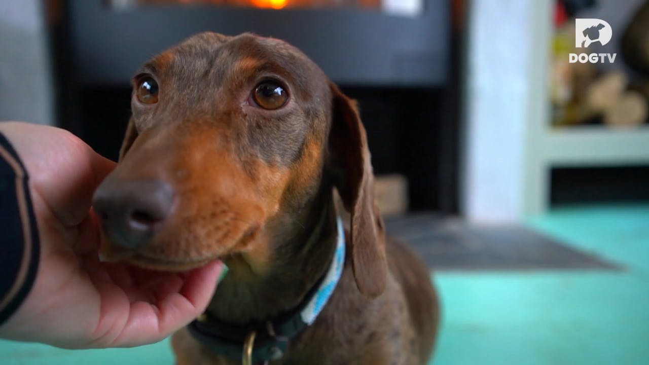 Go for a Drive - Season 1 - DOGTV